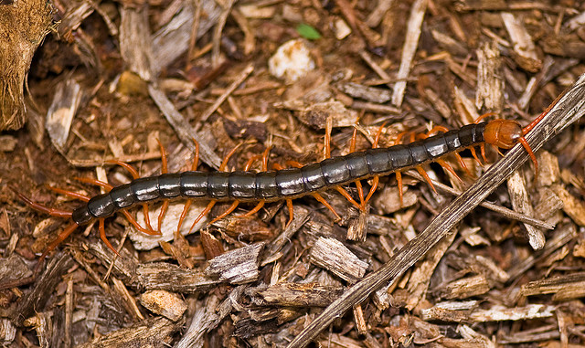 Far Away Blog: 5 Scariest Bugs in Japan