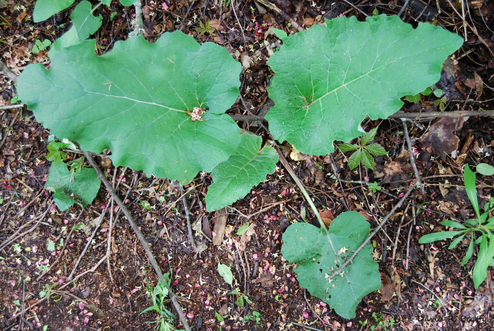 Herbal Remedies at Home: HARVESTING BIENNIAL ROOTS