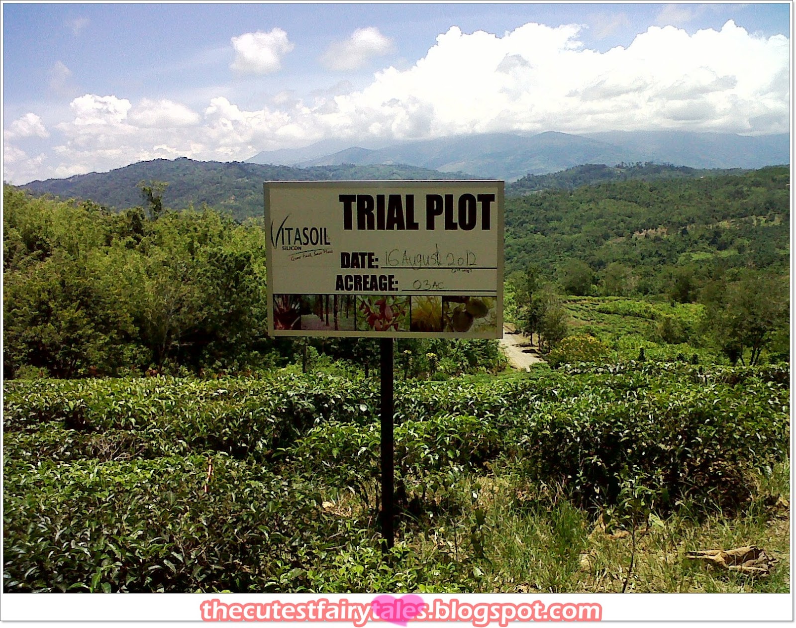 The Cutest Fairy Tale: Sabah Tea, Ranau- beautiful surroundings