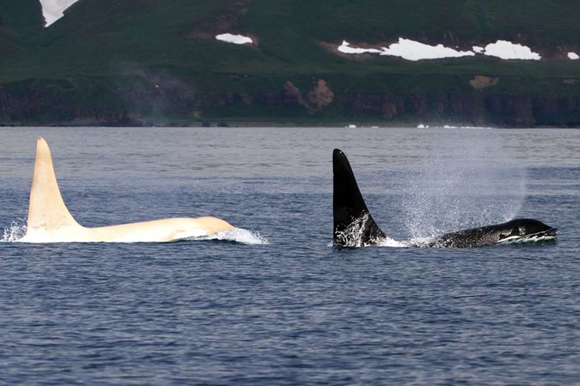 White Wolf : Extremely Rare All-White Orcas Sighted Off The Russian Coast