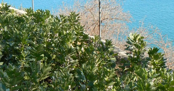 amicidellortodue: Fave a fine inverno