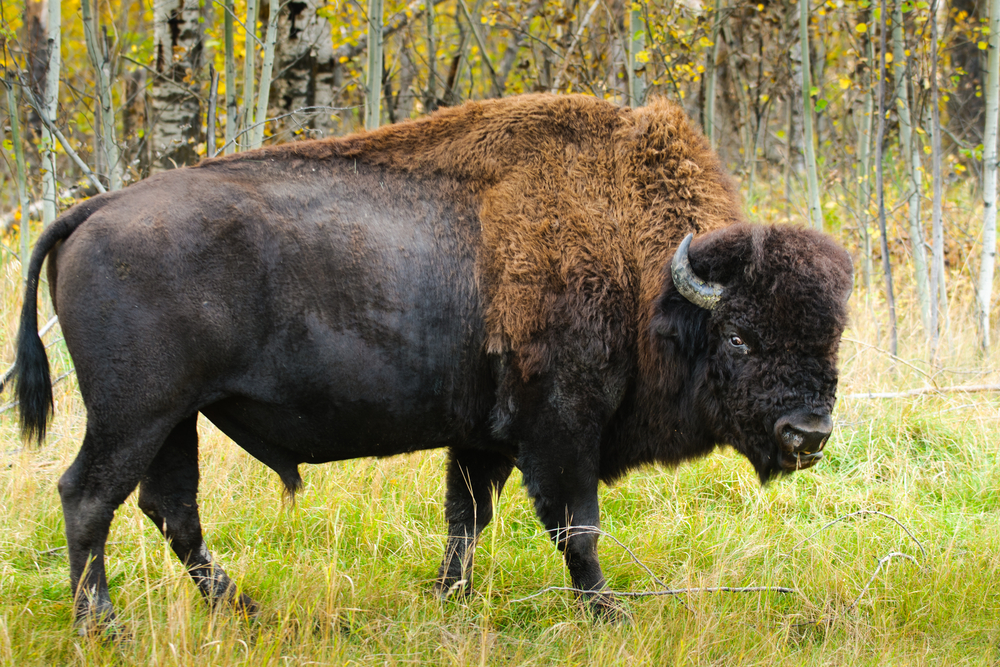 A Woodsrunner's Diary: Wood Bison & Powder Horns.
