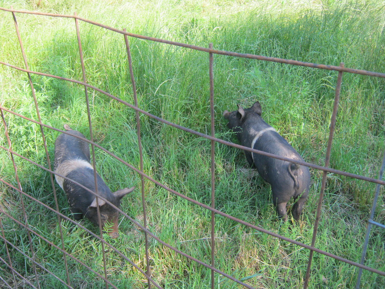 Shamrock and Thistle Farm: Operation Pig Tractor Part Two