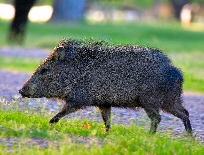 Canal Llanero : EL SAINO O CHACHARO EN EL LLANO - EL PECARÍ, BAQUIRO