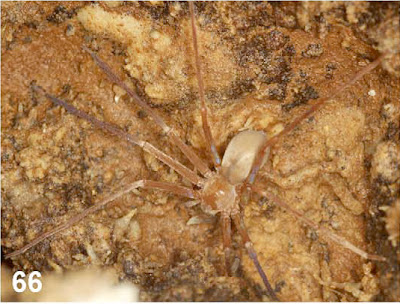Sciency Thoughts: Nine new species of cave-dwelling huntsman spider ...