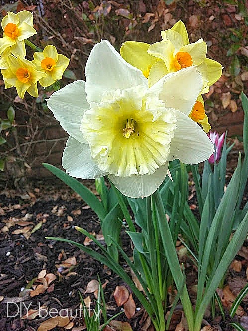 Planting Herbs and Flowers | DIY beautify - Creating Beauty at Home