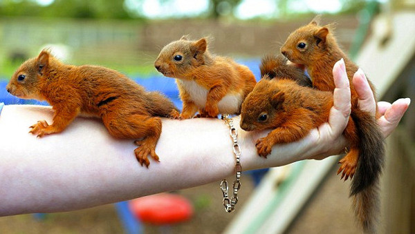 Cute Squirrels doing cute things