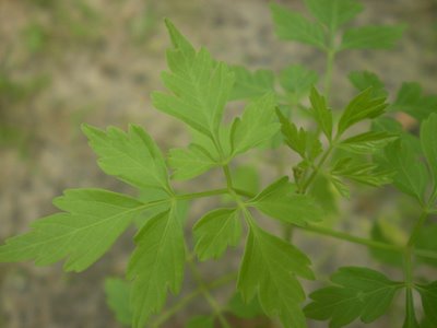 DASAPUSHPANGAL