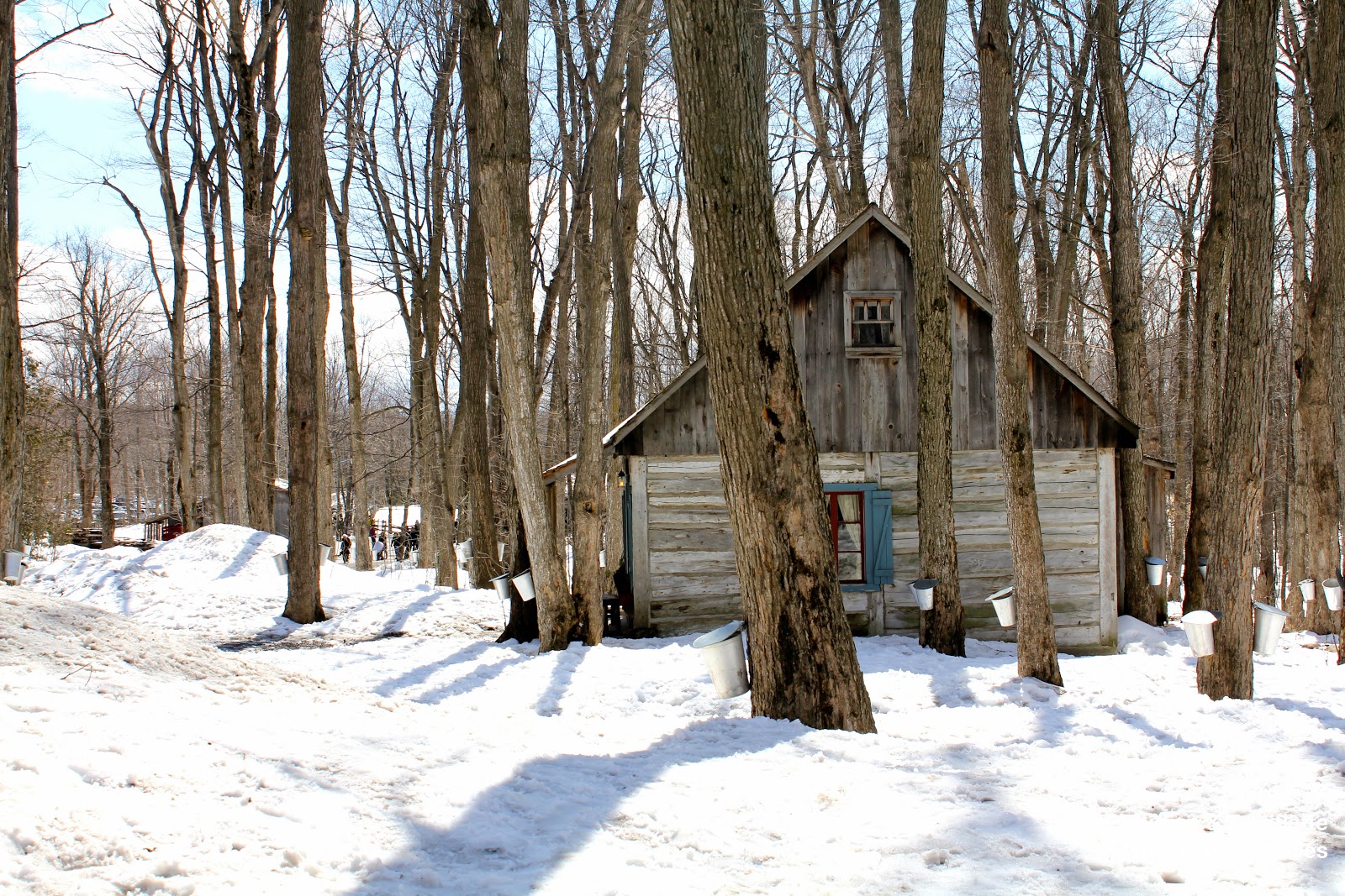 Cabane à sucre