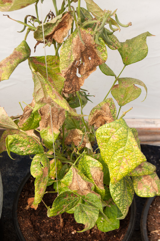 Bush Beans ~ Adventures in Gardening Pohnpei, Micronesia