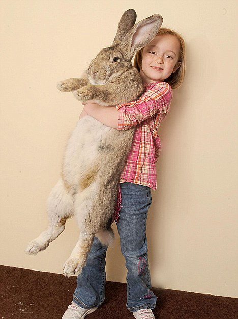 Holding a Rabbit ~ SWEET BUNNY