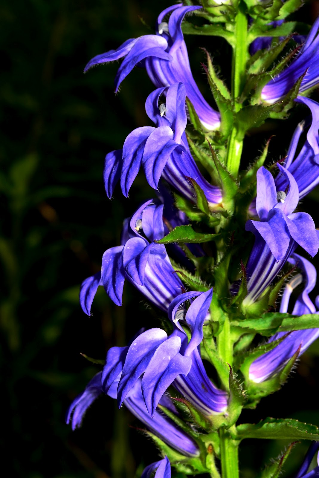 Get Your Botany On!: Great Blue Lobelia