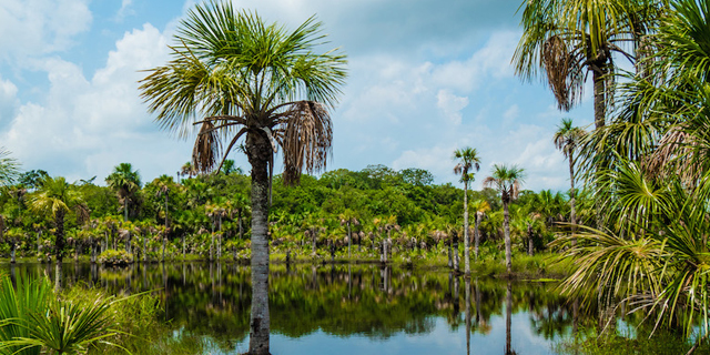 Los morichales son fuente de vida