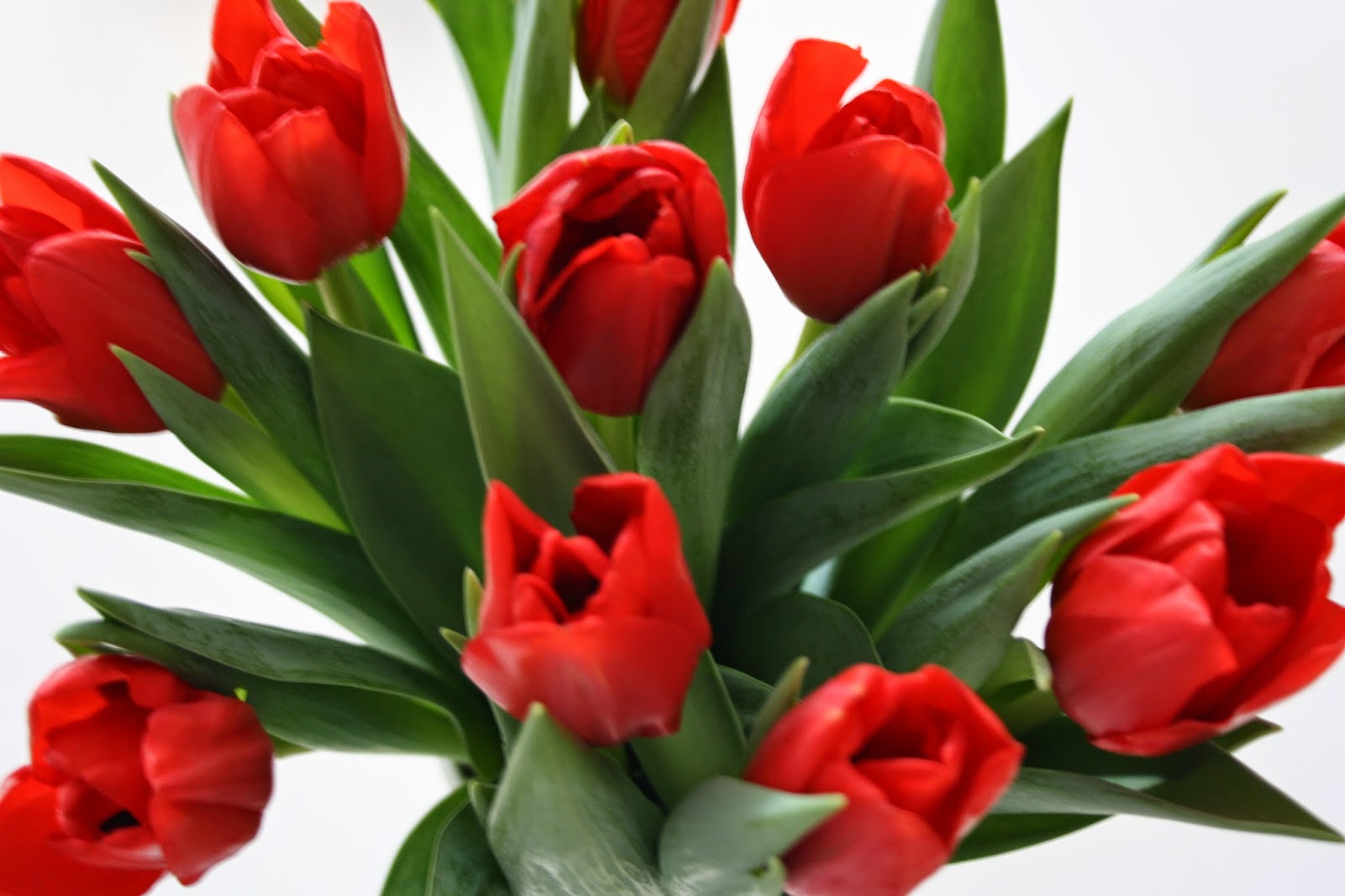 Vita gavlar: Fina blommor