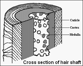 Forensic Research: Hair/Fiber Analysis
