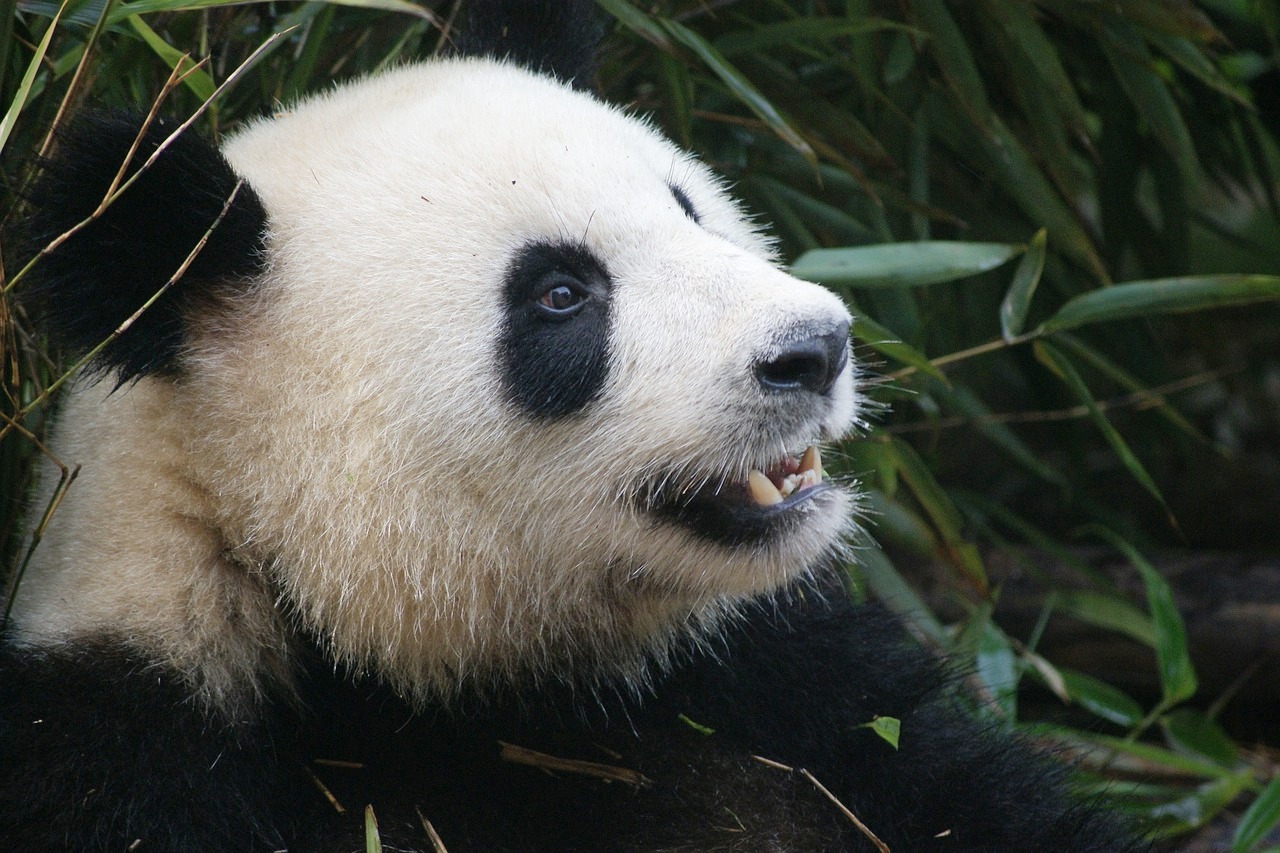 Contes d' Animals: L' OS PANDA