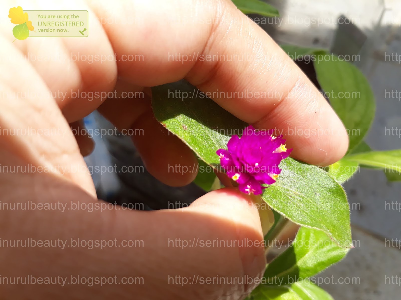 Healthy Nurul Beauty: The abundance flowers from 1 of my globe amaranth ...
