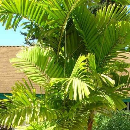 Tanaman Hias Palem Jepang