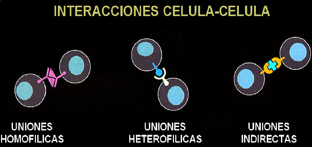 CONSTANZA - IBY ROJAS - ECA Estudio y Centro de Aprendizaje: ¿Qué son ...