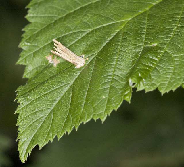 Well Wood Walk | Naturally