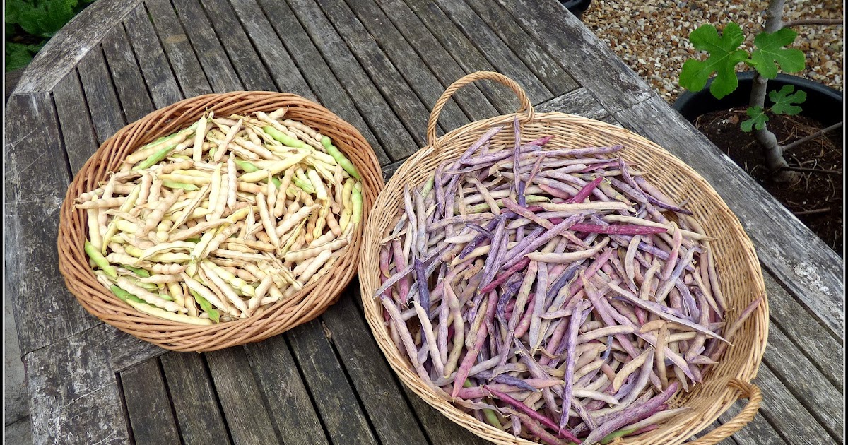Mark's Veg Plot: The Shelling Beans are shelled.