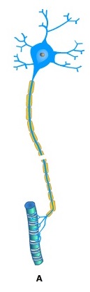 Materi: Macam-macam Neuron