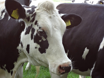 Het is gezien ...: Koeien