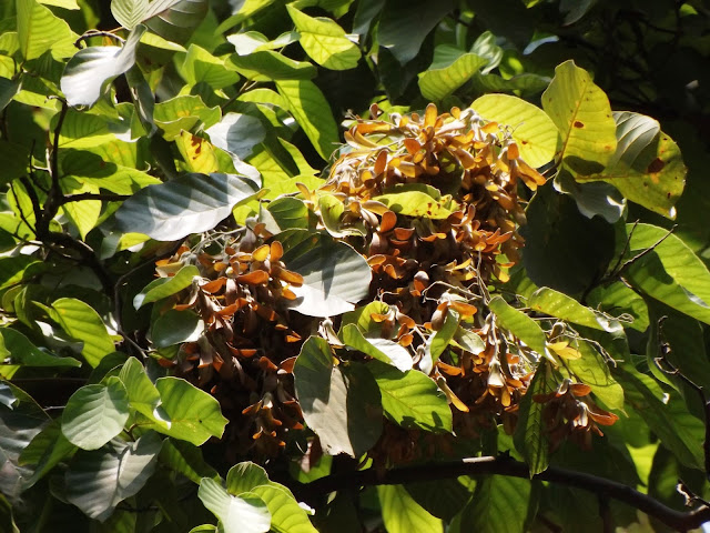 Shal or Sal, Shorea robusta