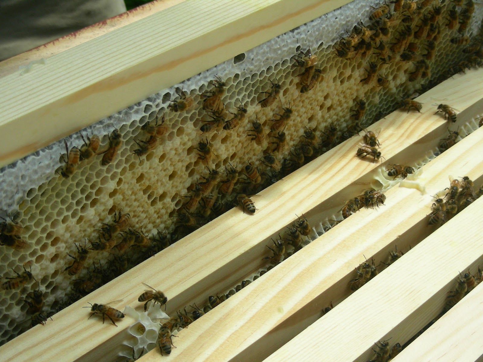 Bailey Beekeeping: 3 Weeks and Going Strong!