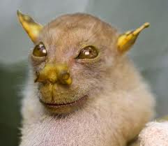 Inilah Foto 25 Hewan Unik Dan Aneh Di Dunia | Renungan Harian Cahaya Bangsa