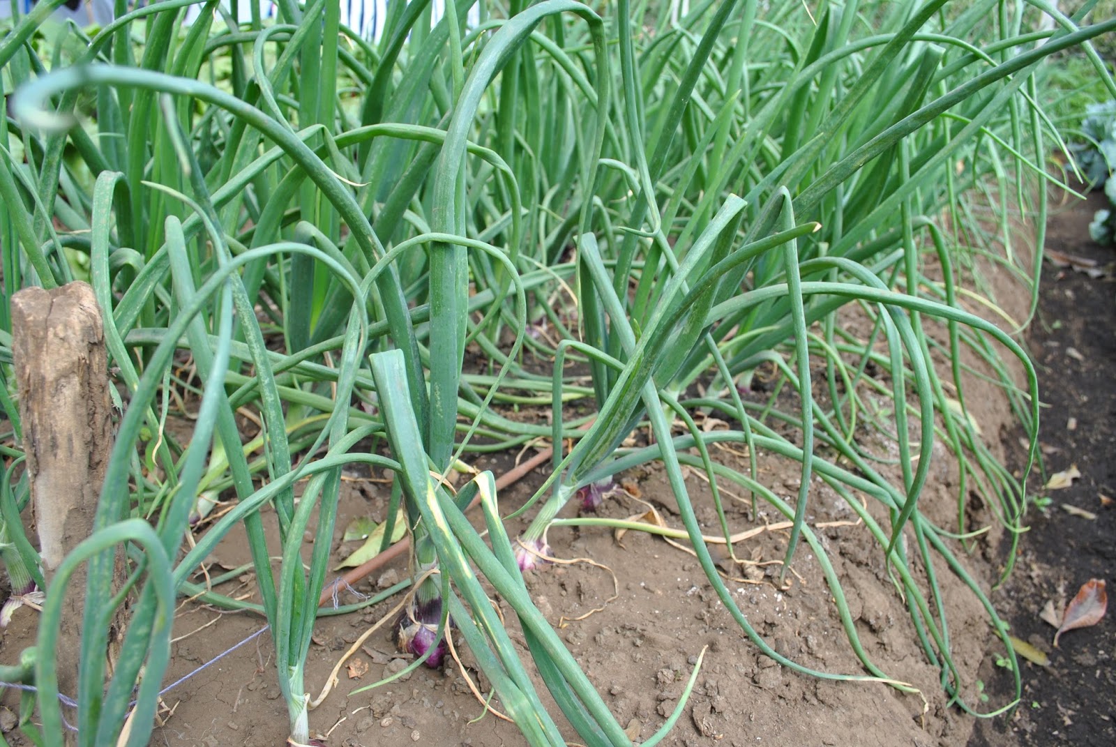 umoja blog: Kilimo cha Mboga mboga na umoja