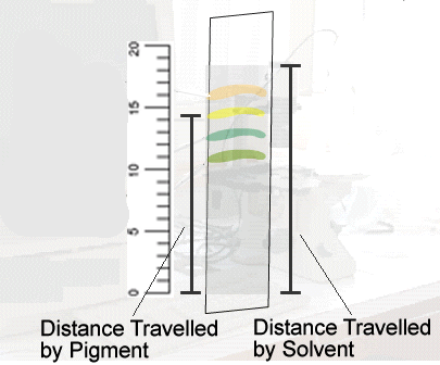 Mrs. Van Gundy's Science Blog: Paper Chromatography....pigments are for ...