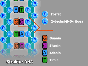 Kromosom,Gen,dan DNA Bagian 2 : Struktur DNA - Buntut Dangdeur