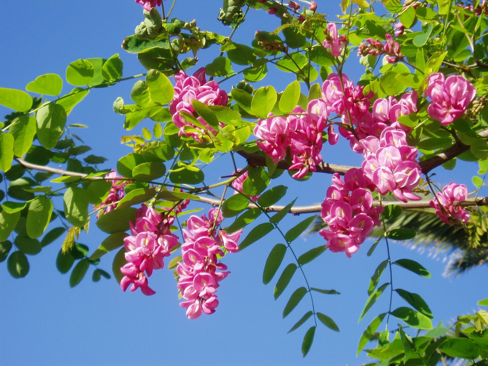 ACACIA: Robinia pseudoacacia | Plantas rioMoros