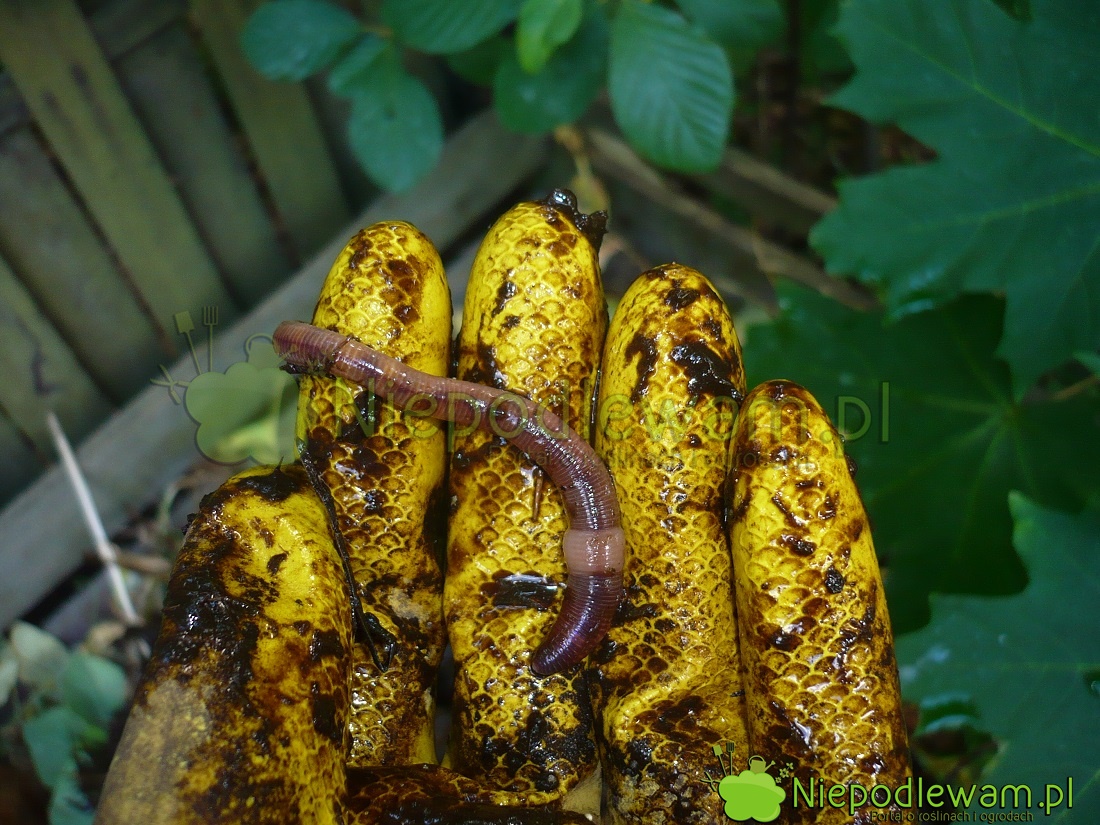 niepodlewam: Dżdżownica – od wstrętnej glisty do pożytecznego zwierzaka