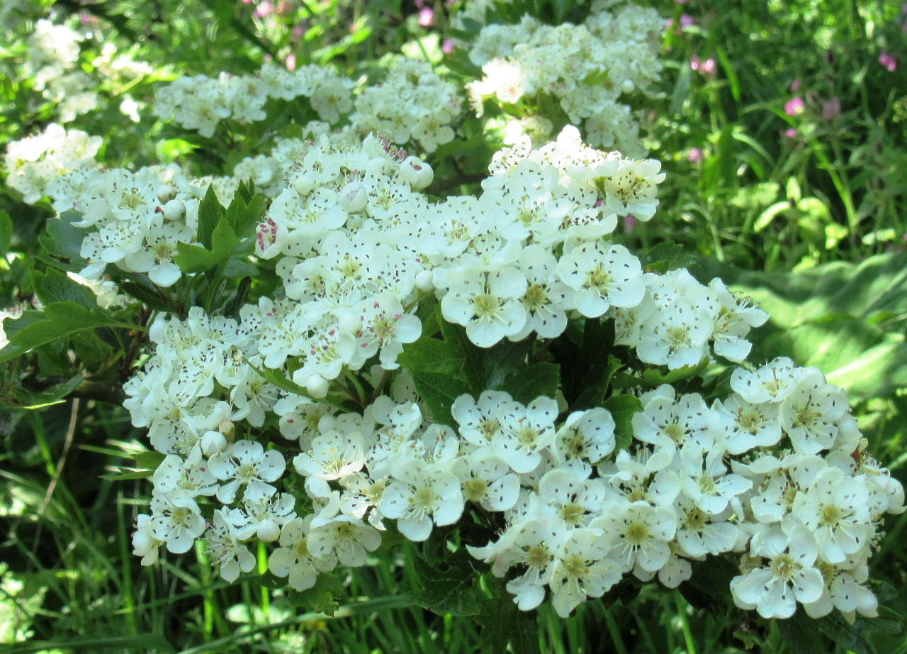 Largo Baywatch: Colours of May in June