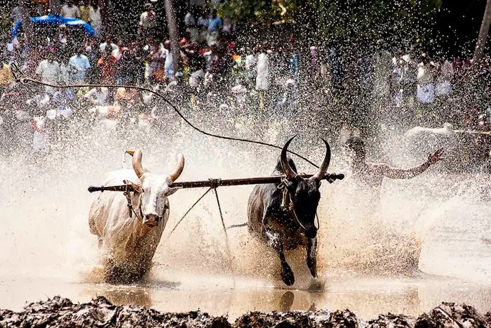 Maramadi – The Bull Race of Kerala - Ye Kya Chutiyapa Hai