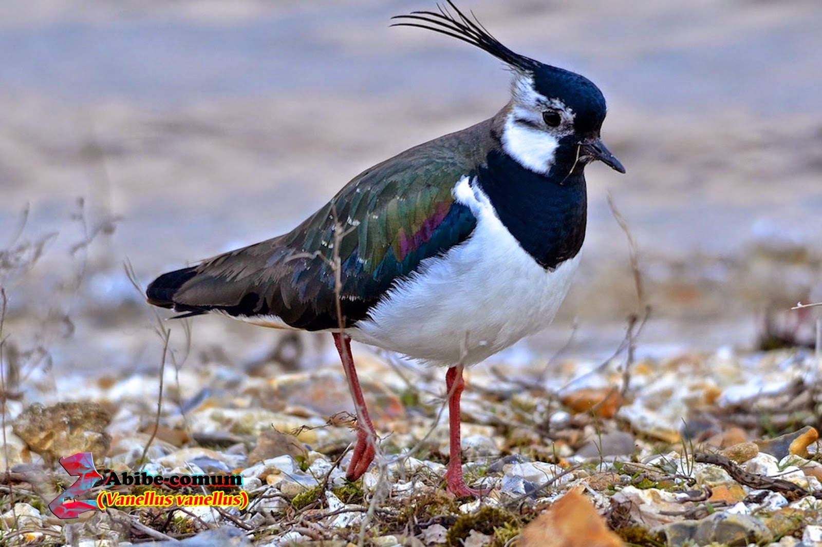 O melhor Alentejo do Mundo: Abibe