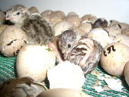 PERDIZ ROJA: INCUBACION Y NACIMIENTO DE LA PERDIZ ROJA