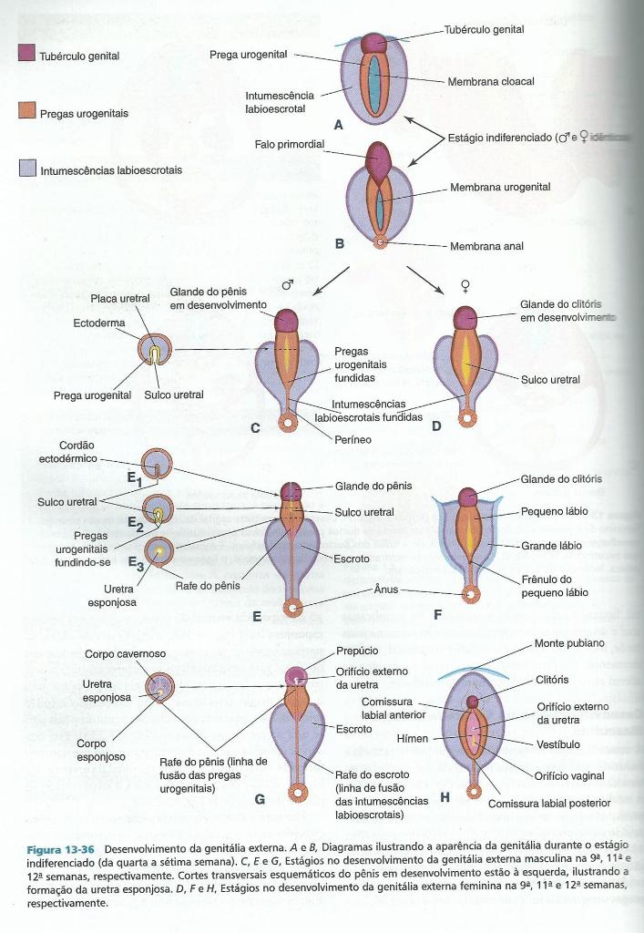 Nefrog: Genitália externa