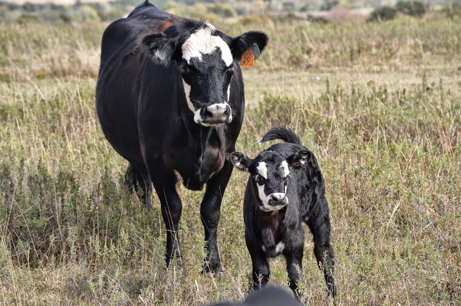 A Building We Shall Go!: Moo Cow Monday!