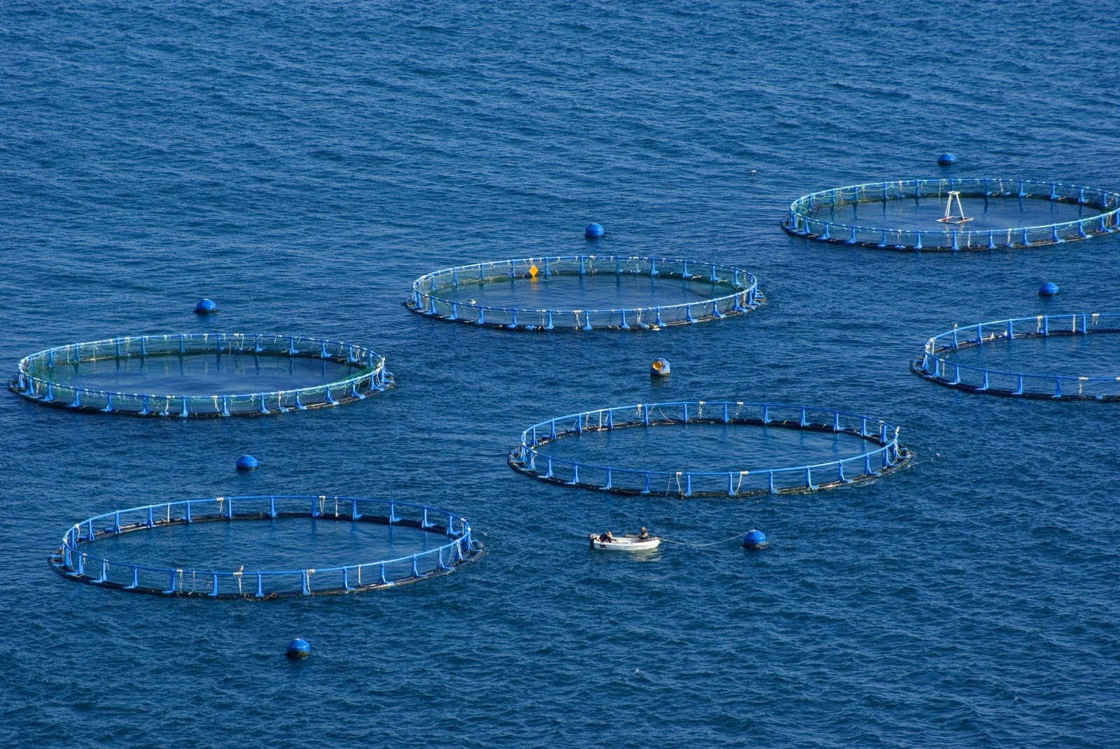 ¿Qué es la acuicultura? - Egalsa: Soluciones de envasado.