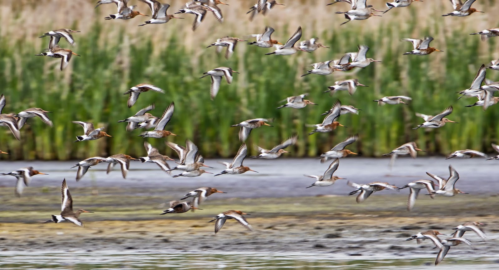 PETER'S PORTFOLIO..............Bird & Wildlife Photography: Hudsonian ...