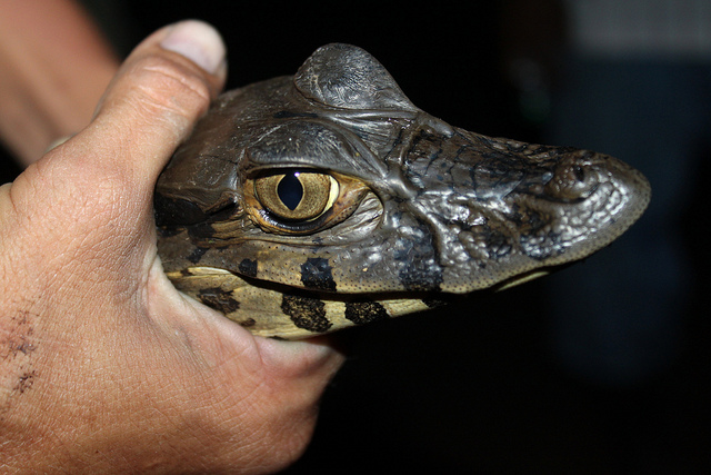 Top Facts About Amazon Caiman Atourister-Trave guide by experts ...