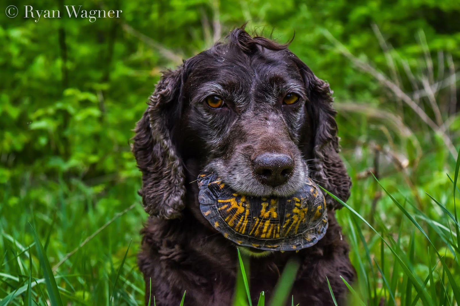 Field Life: Turtle Dogs