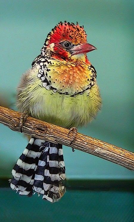 Sweet birds ~ Stunning nature