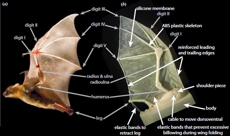 Bat Robot: Bat robot design: Multi-articulated wing and membrane