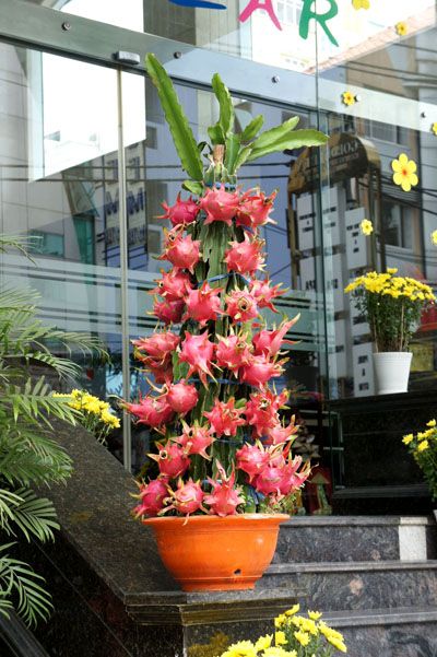 How to Grow Dragon Fruit, Growing Your Own Dragon Fruit - Everything ...