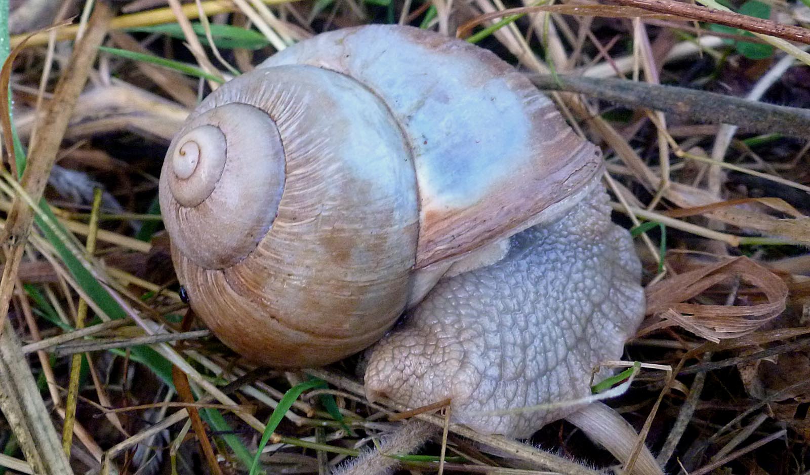 Living the life in Saint-Aignan: Helix pomatia, the true Burgundy snail