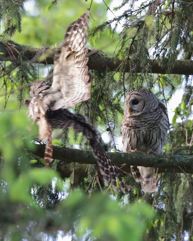 See What I See: Barred Owl at Great swamp NWR